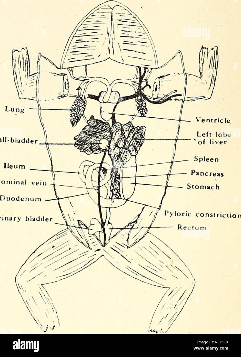 . La dissection de la platana et la grenouille. Xenopus laevis ; Rana ...