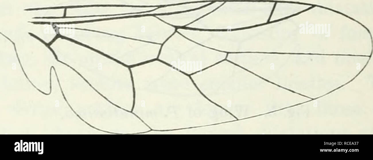 Veine cubitale médiane Banque de photographies et d’images à haute ...