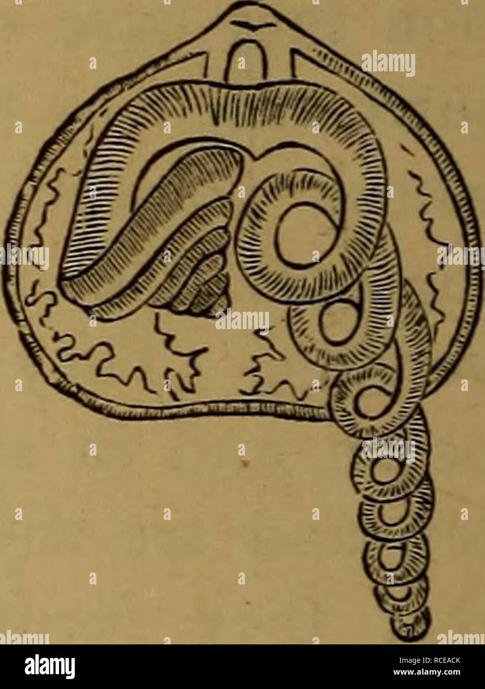 Lingula brachiopod Banque de photographies et d’images à haute ...