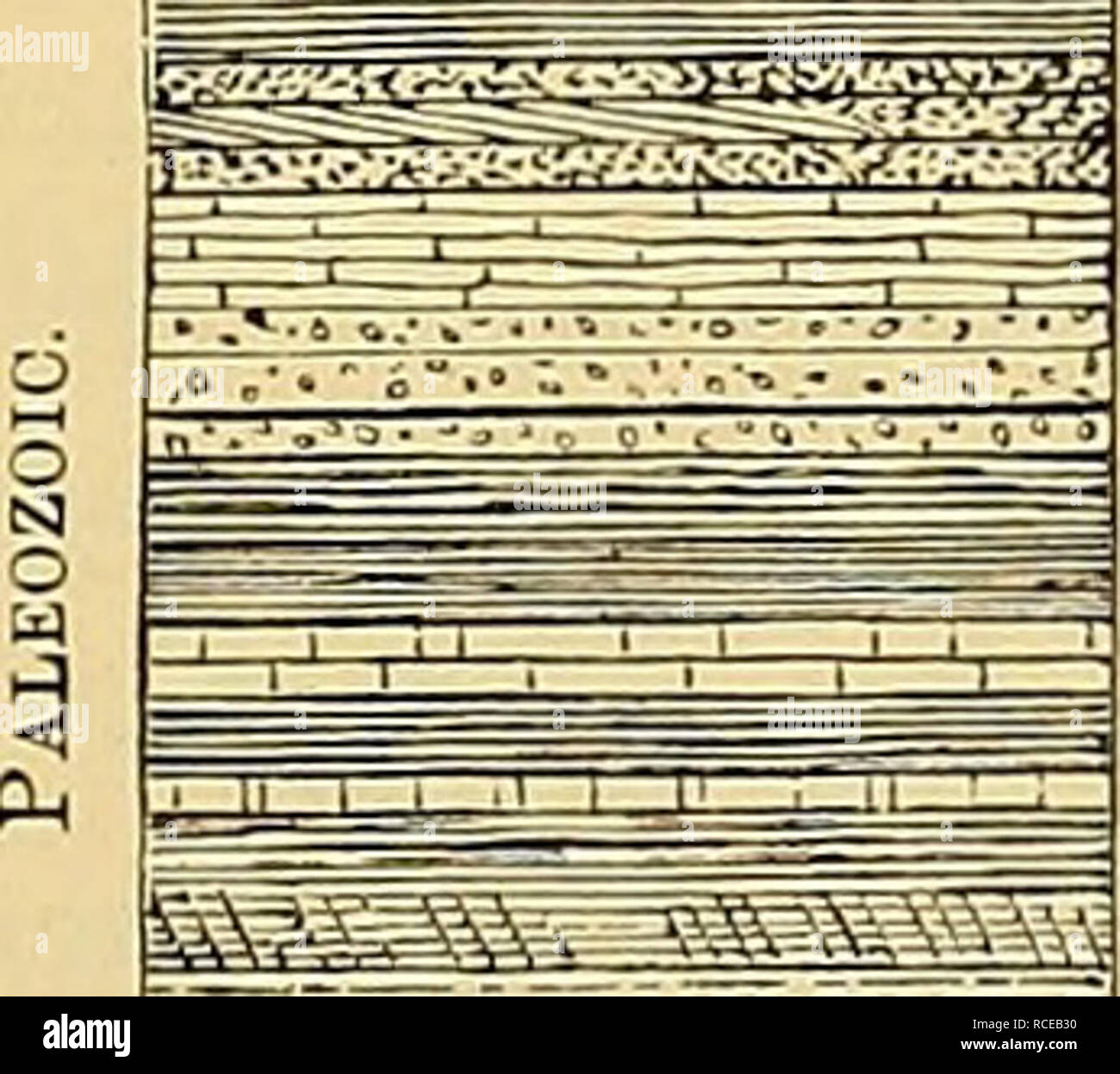 . Dinocerata : une monographie d'un ordre éteint de mammifères ...