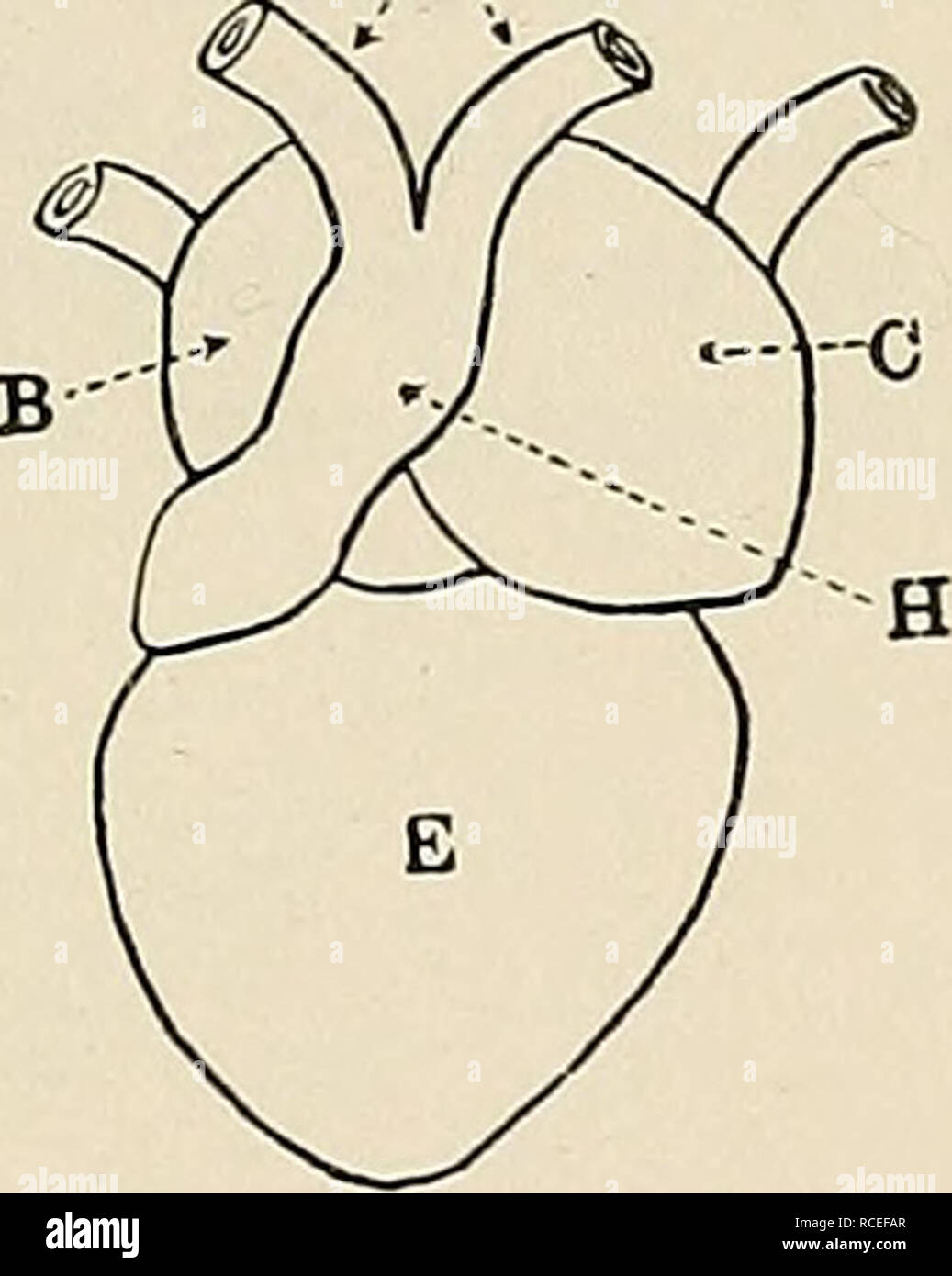 D cyou Banque de photographies et d’images à haute résolution - Alamy