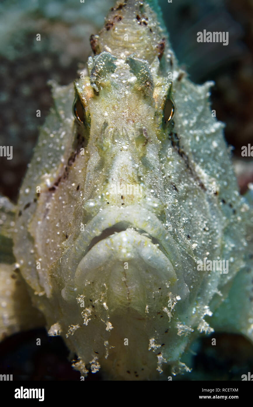 Poisson feuille Banque de photographies et d’images à haute résolution ...