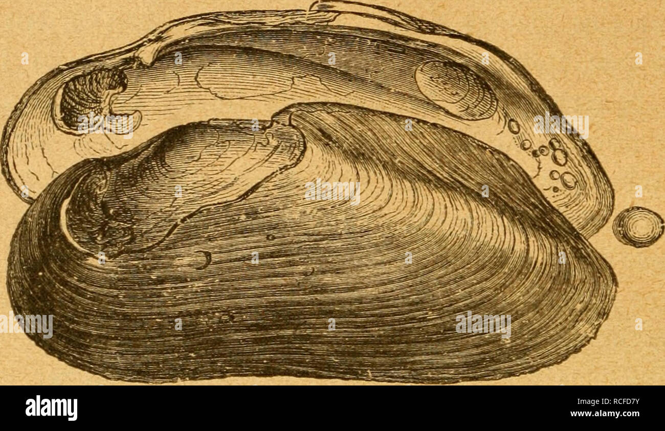 Cristaria plicata Banque de photographies et d’images à haute résolution - Alamy
