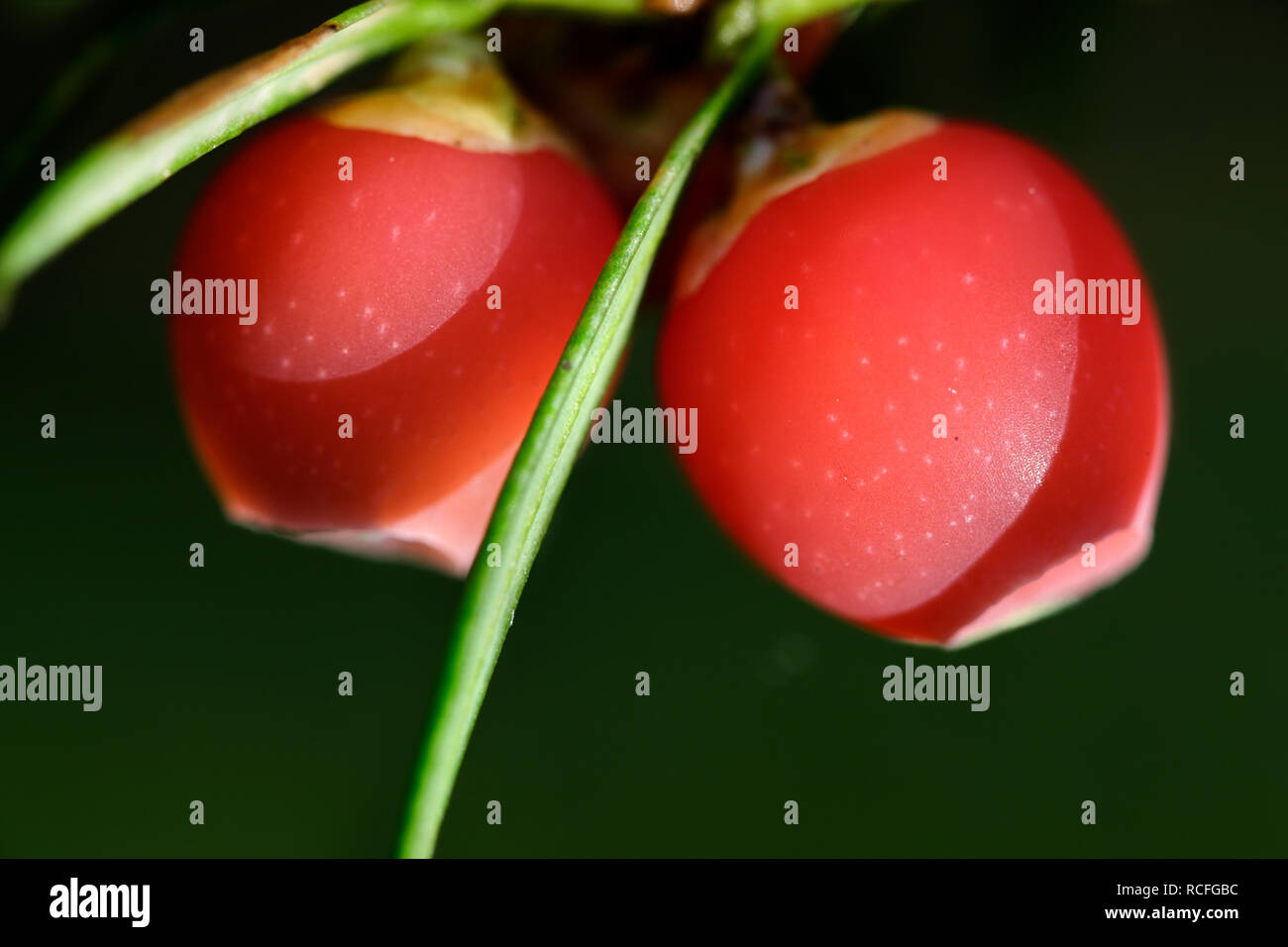 Fruits rouges toxiques Banque de photographies et d’images à haute ...