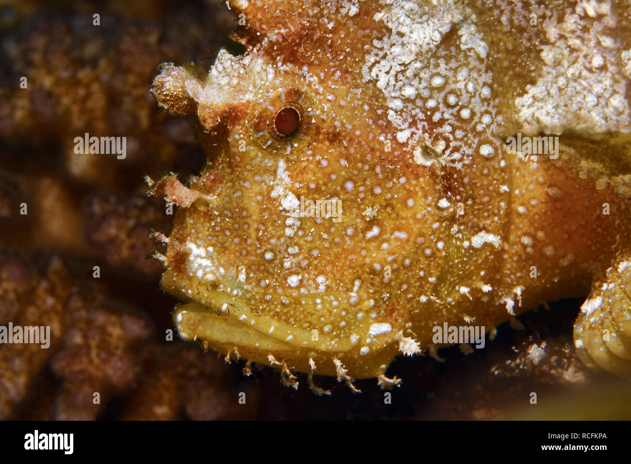 Poisson feuille Banque de photographies et d’images à haute résolution ...