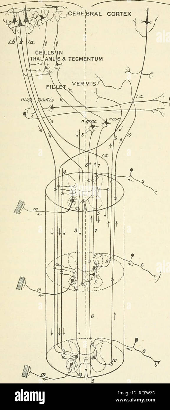 . Éléments de physiologie humaine. La physiologie. Fig. 277. ,Cere ...