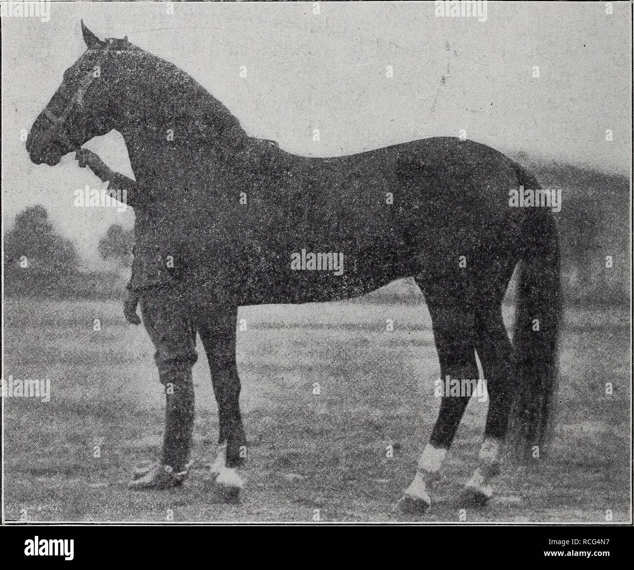 Articulation du coude cheval Banque de photographies et d’images à ...