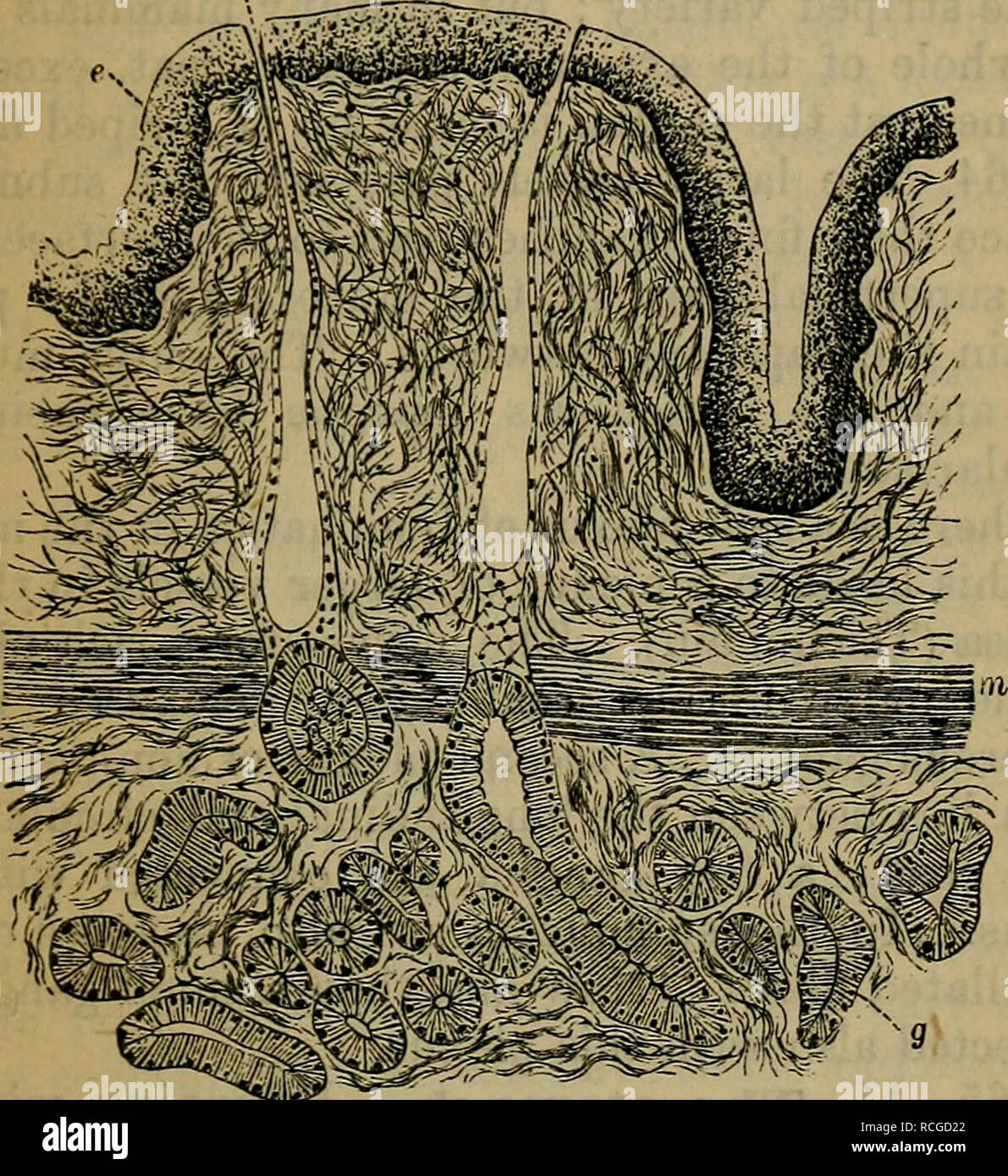 Oesophage histologie Banque de photographies et d’images à haute résolution - Alamy