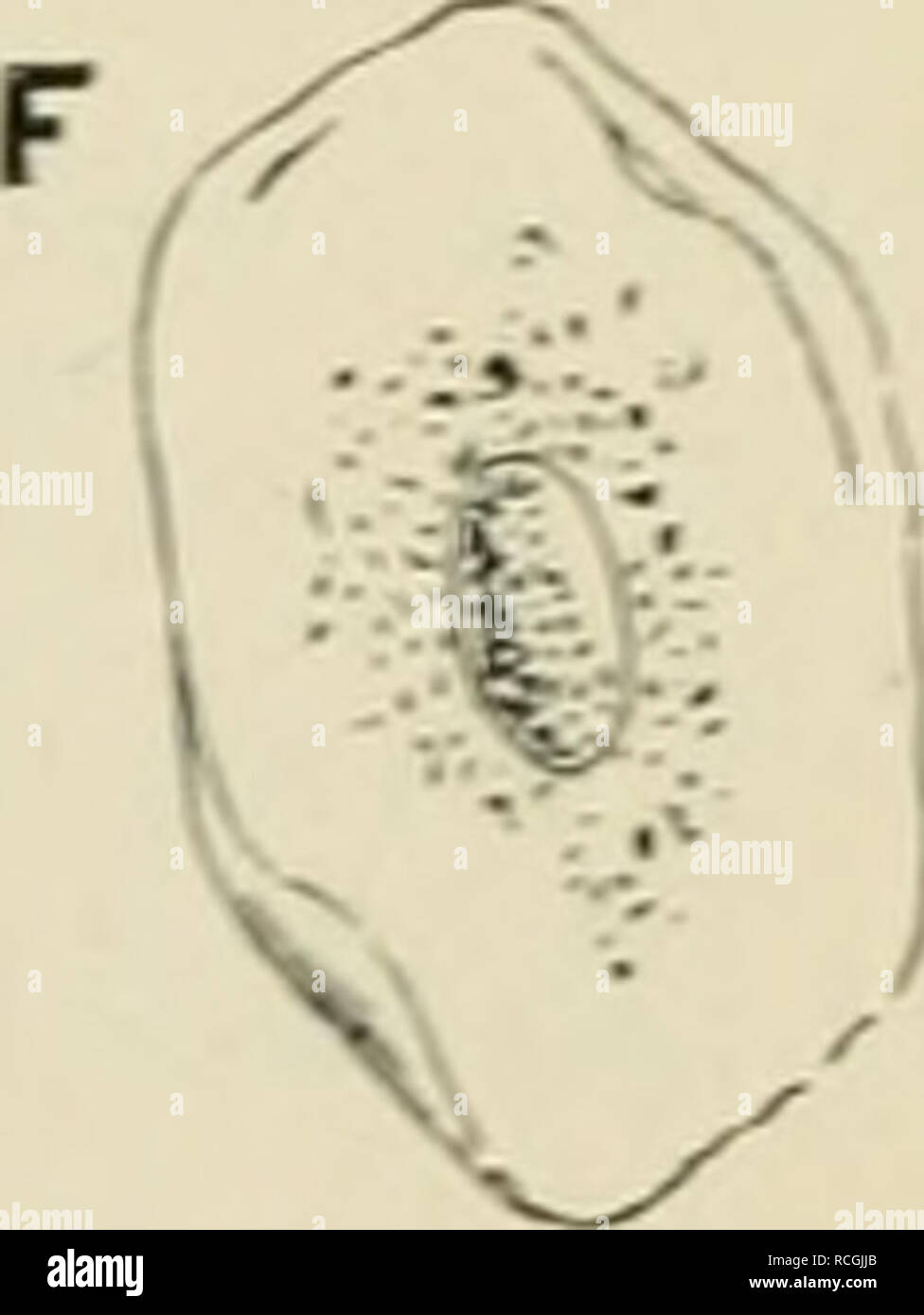 . Éléments d'histologie. L'histologie. Fig. 23.-différents types de ...