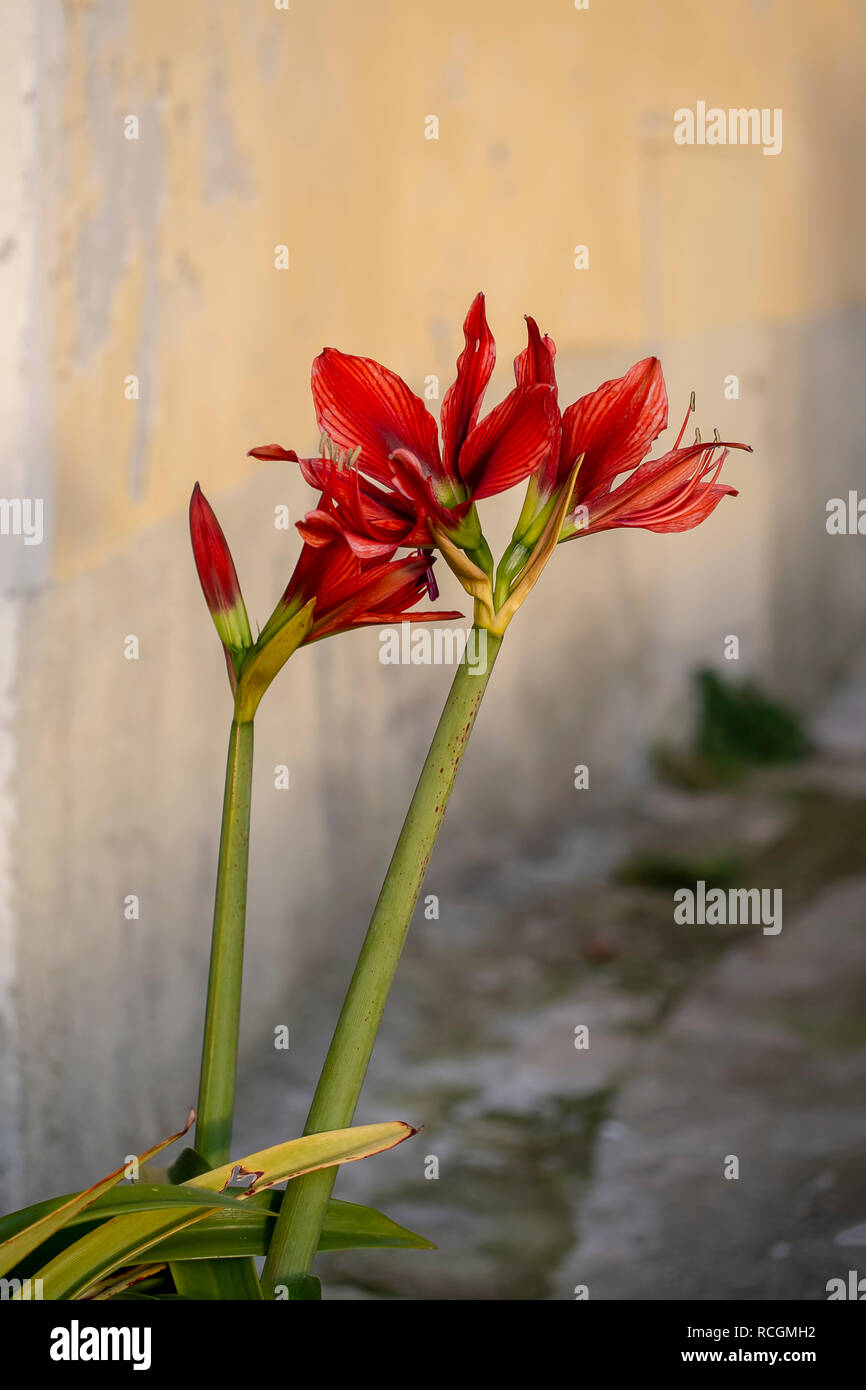 Fleurs D'amaryllis Rouge Banque d'image et photos - Alamy