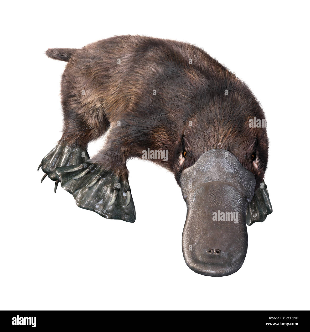 Ornithorhynchus anatinus Banque d'images détourées - Alamy