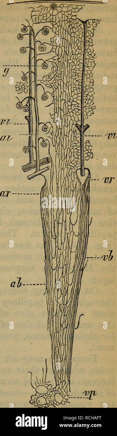 . Éléments d'histologie. Histologie. chap, xxx.] le rein, l'uretère, et ...