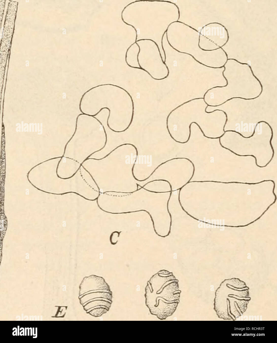 . Die Natürlichen Pflanzenfamilien nebst ihren Gattungen und Arten von ...