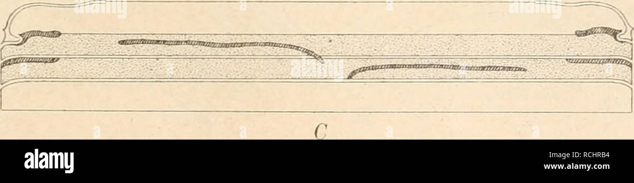 . Die Natürlichen Pflanzenfamilien nebst ihren Gattungen und Arten von ...