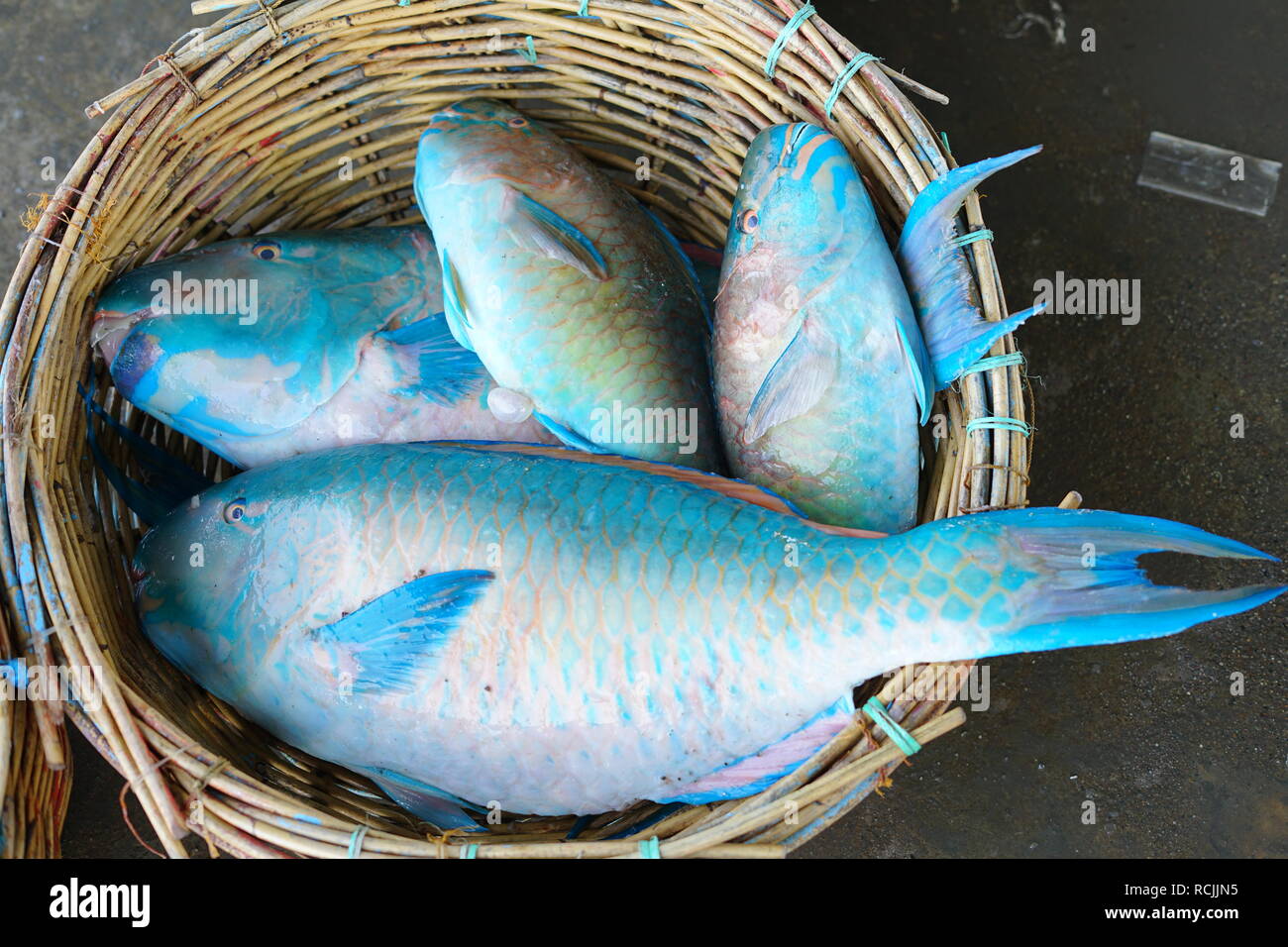 Poisson perroquet bleu Banque de photographies et d’images à haute ...