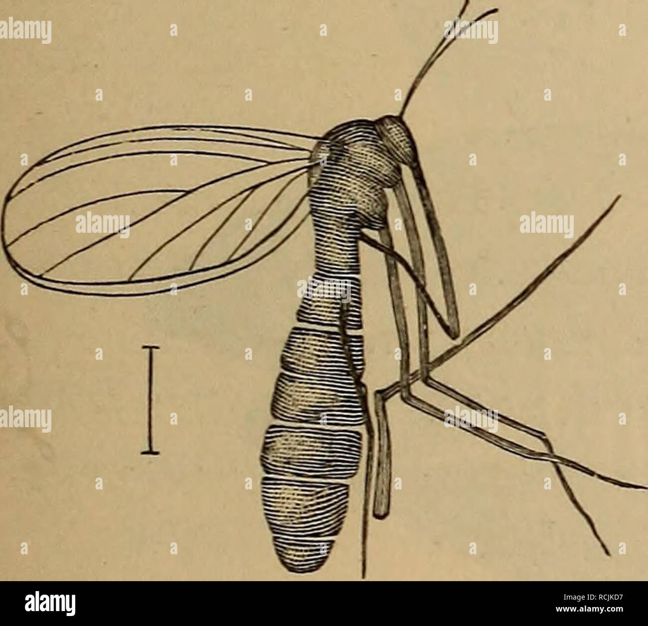 . Éléments de géologie : un texte-livre pour les collèges et pour le ...