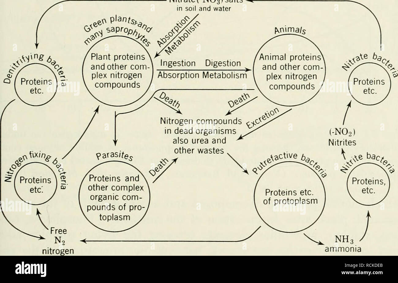 Nitrobacter Wikipedia La Enciclopedia Libre