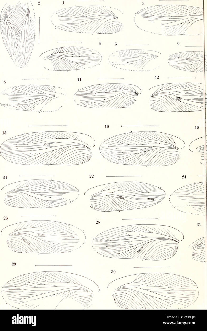 . Die fossilen und insekten die Formen der rezenten phylogenie ; ein ...