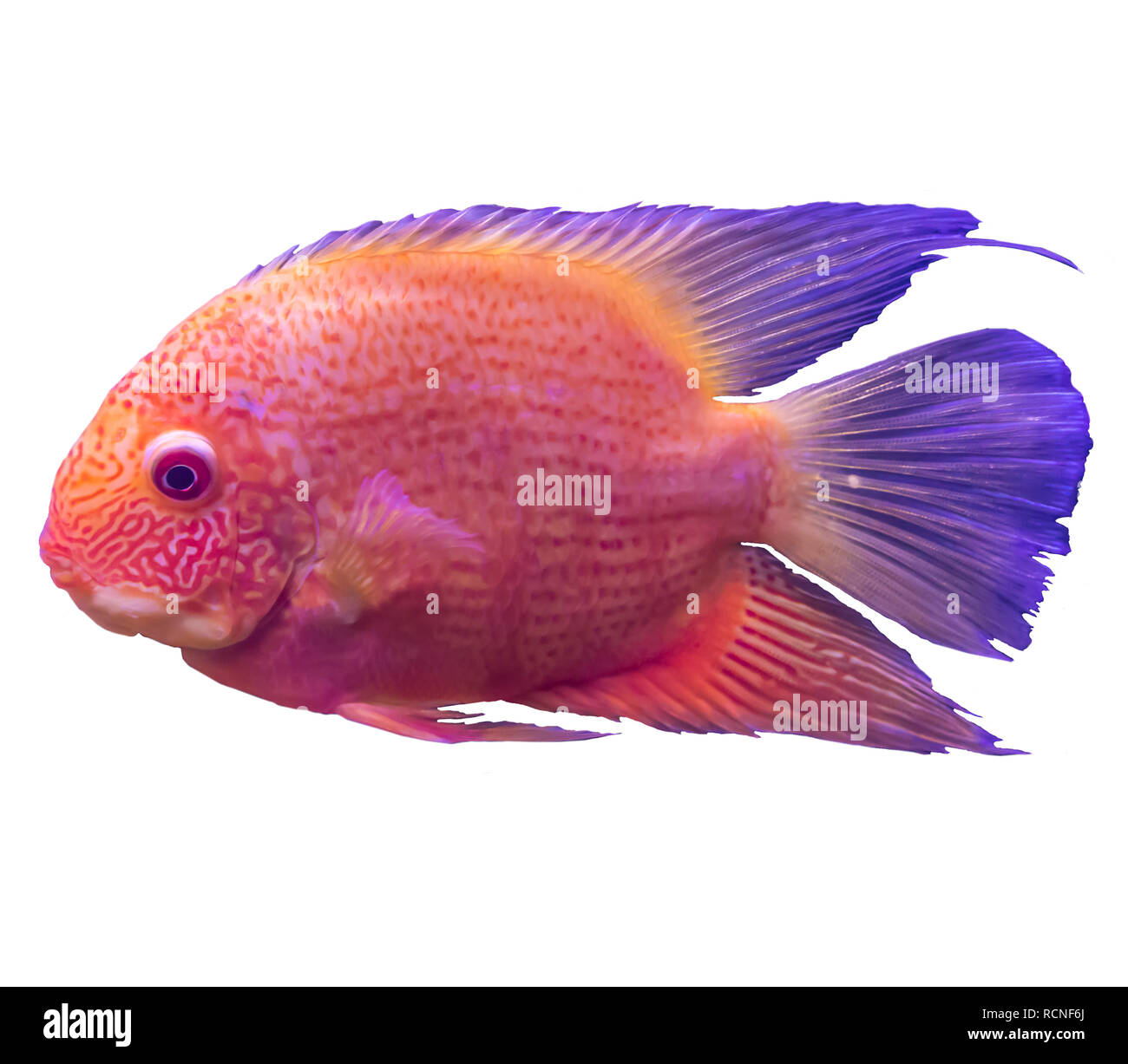 Poisson de l'océan indien Banque d'images détourées - Alamy