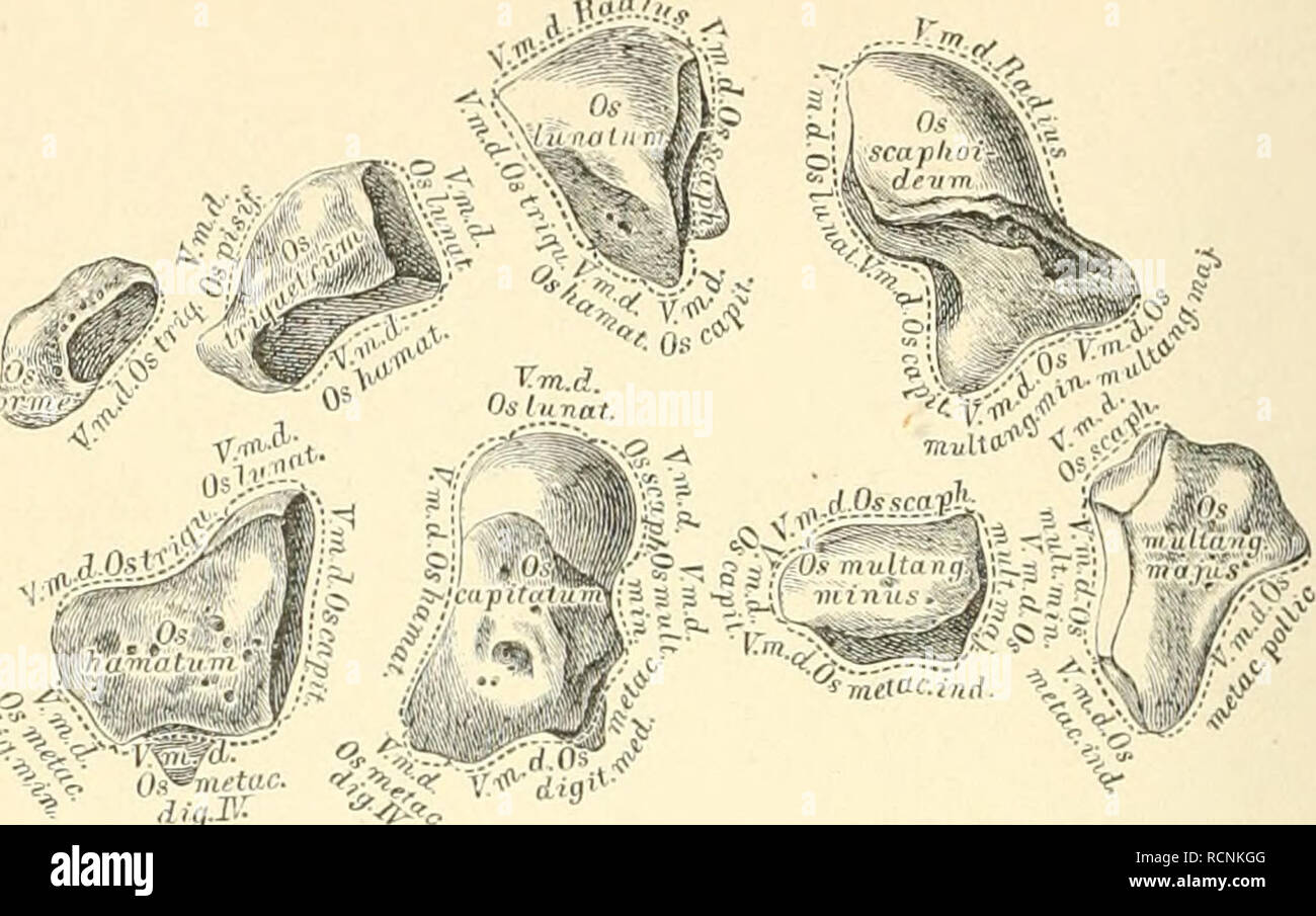. Die topographische und descriptif pot des Menschen. L'anatomie. 106 ...