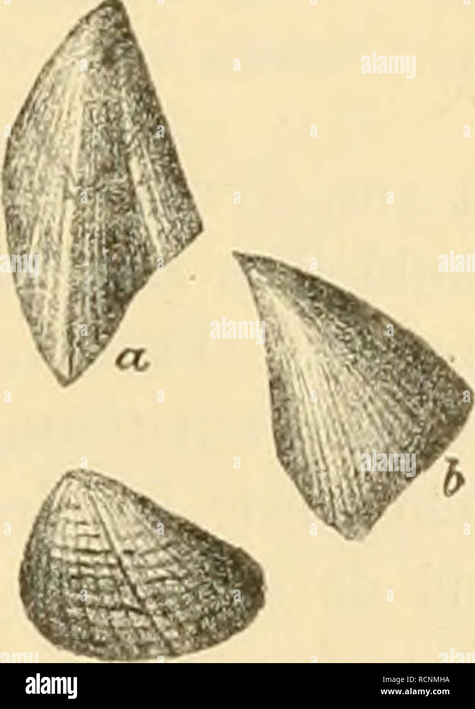 . Die crustaceen hmischen kreideformation b©der. Les crustacés, les ...