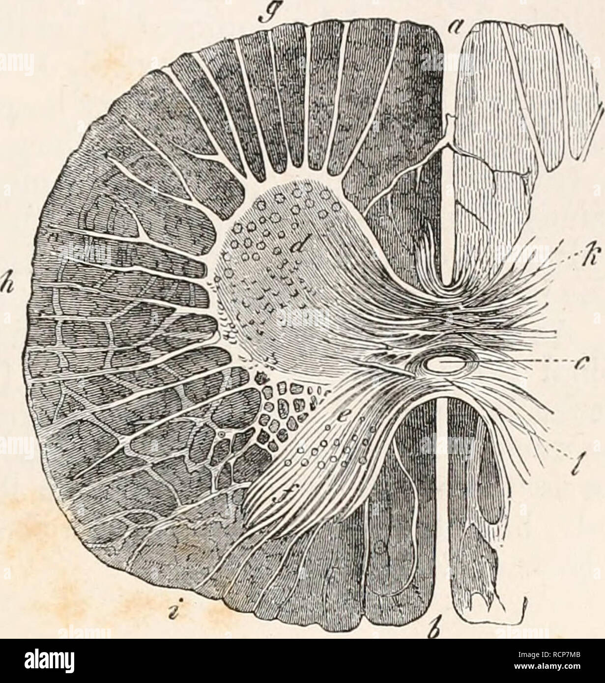 . Éléments de l'anatomie comparée. Anatomie, comparatif. Moelle de ...