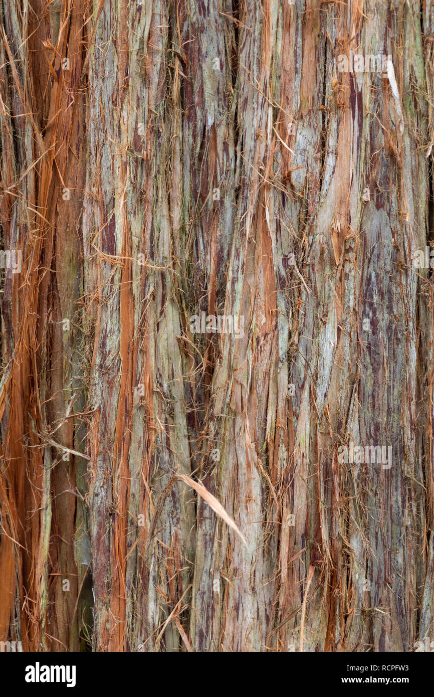 Juniperus recurva var coxii Banque de photographies et d’images à haute ...