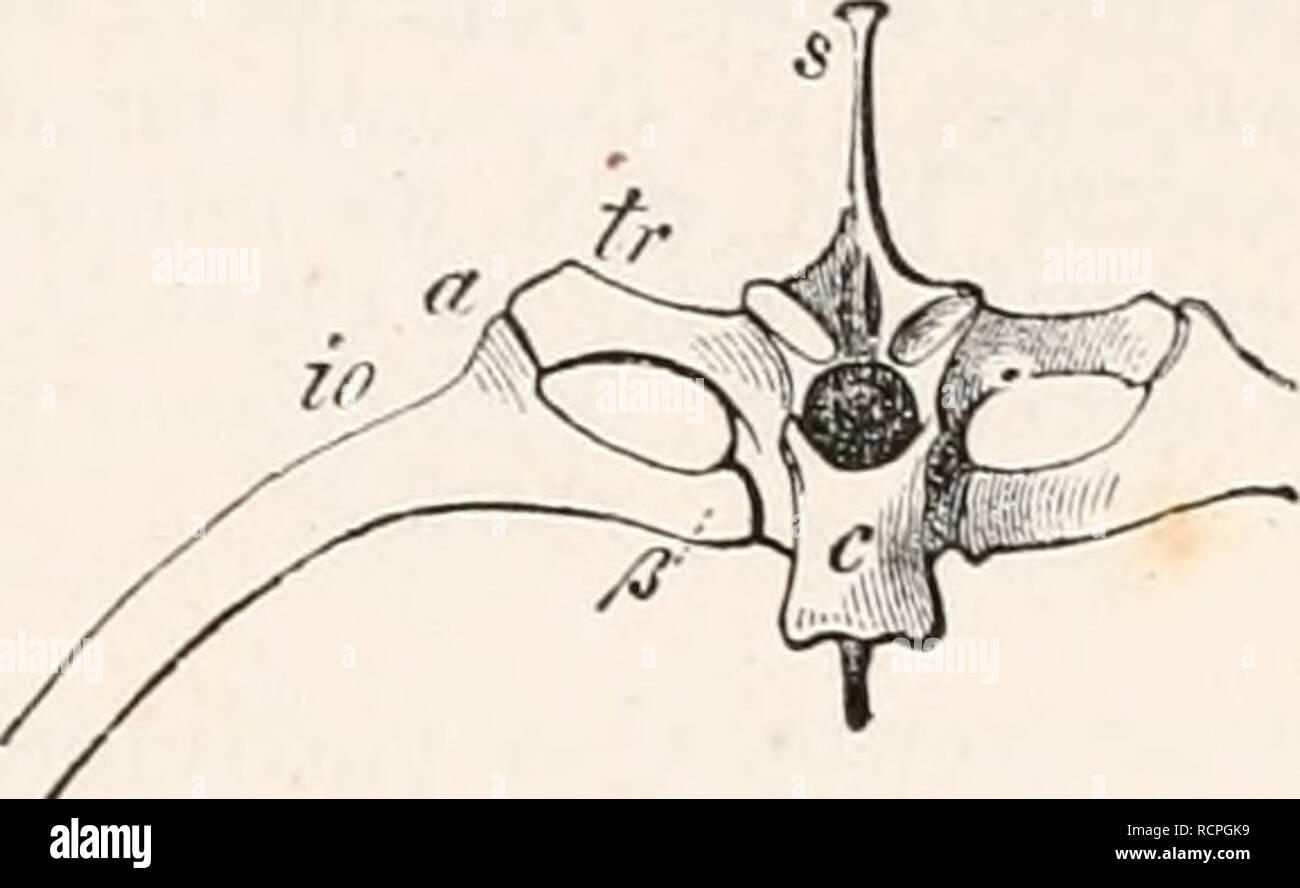 . Éléments de l'anatomie comparée. Anatomie, comparatif. MBS DE ...
