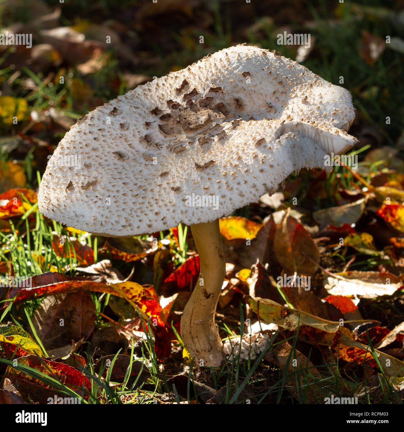Gros champignon orange Banque de photographies et d’images à haute ...