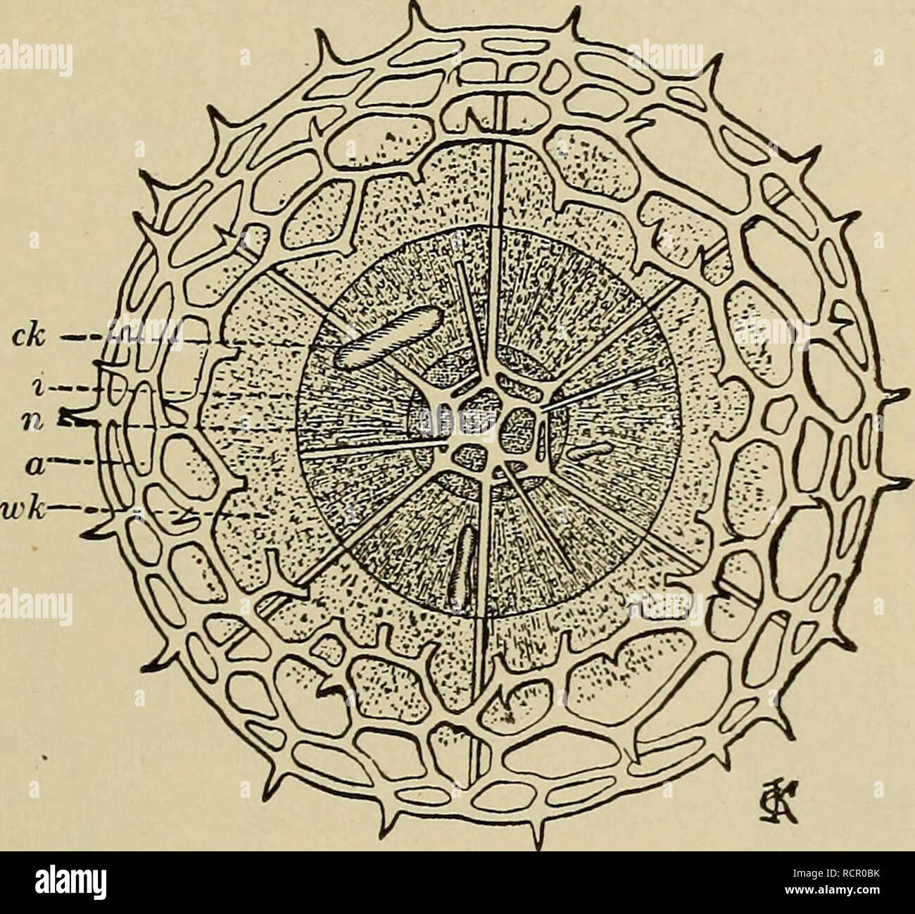 Radiolarian skeleton Banque de photographies et d’images à haute ...