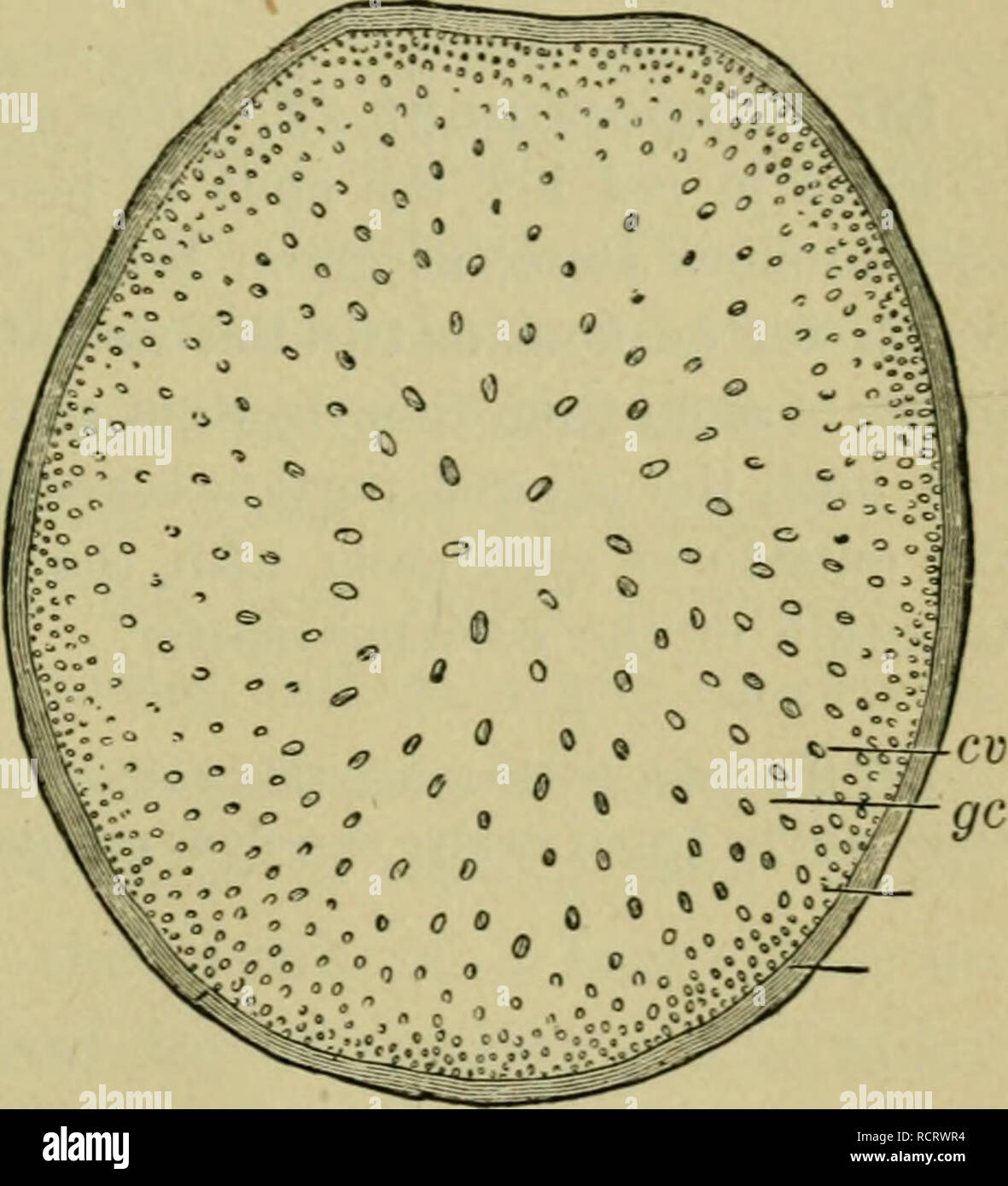 . Éléments de botanique. Les plantes. STRUCTURE DE LA TIGE. 65 l'étude ...