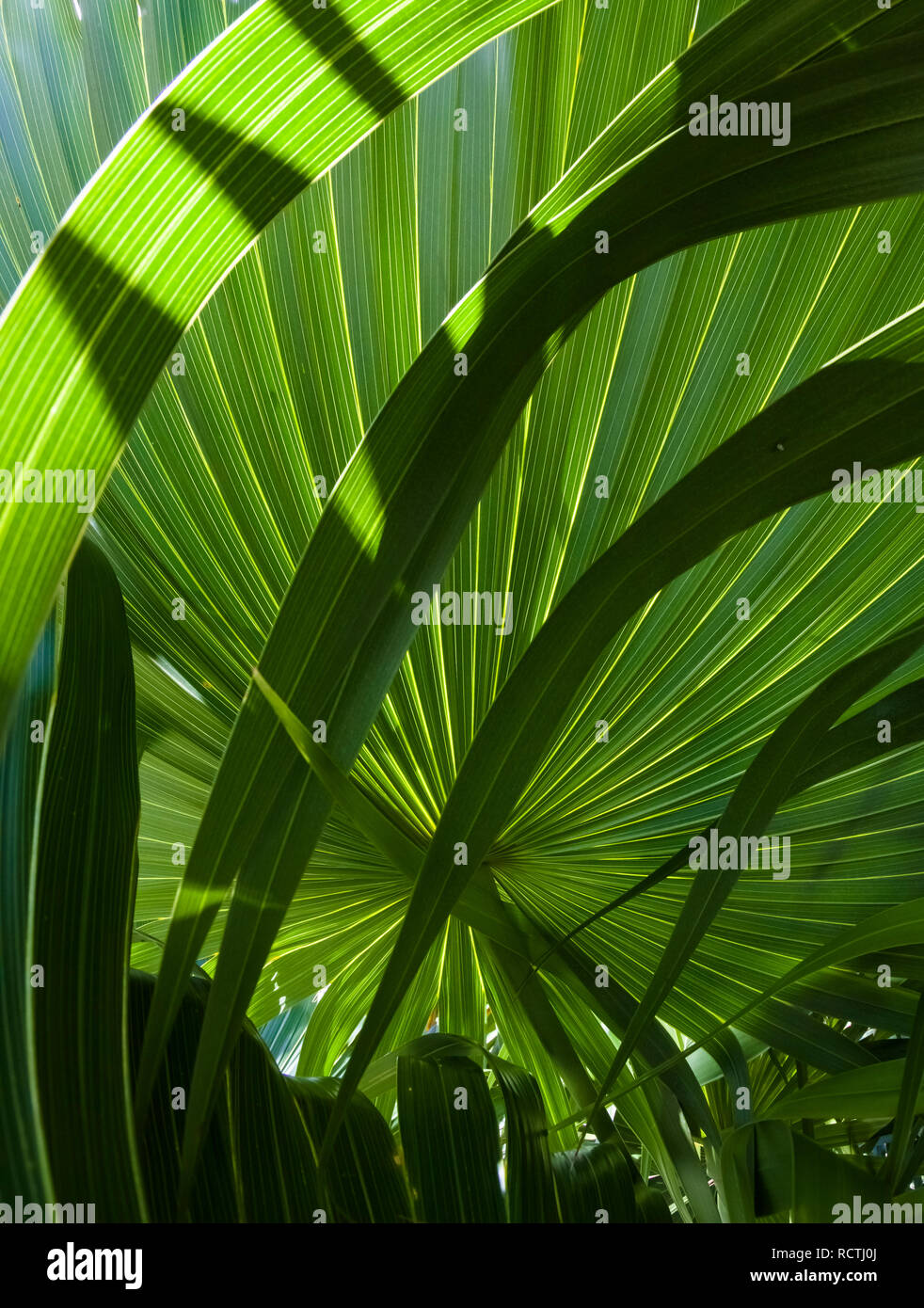 Feuilles de palmier vert Banque de photographies et d’images à haute ...
