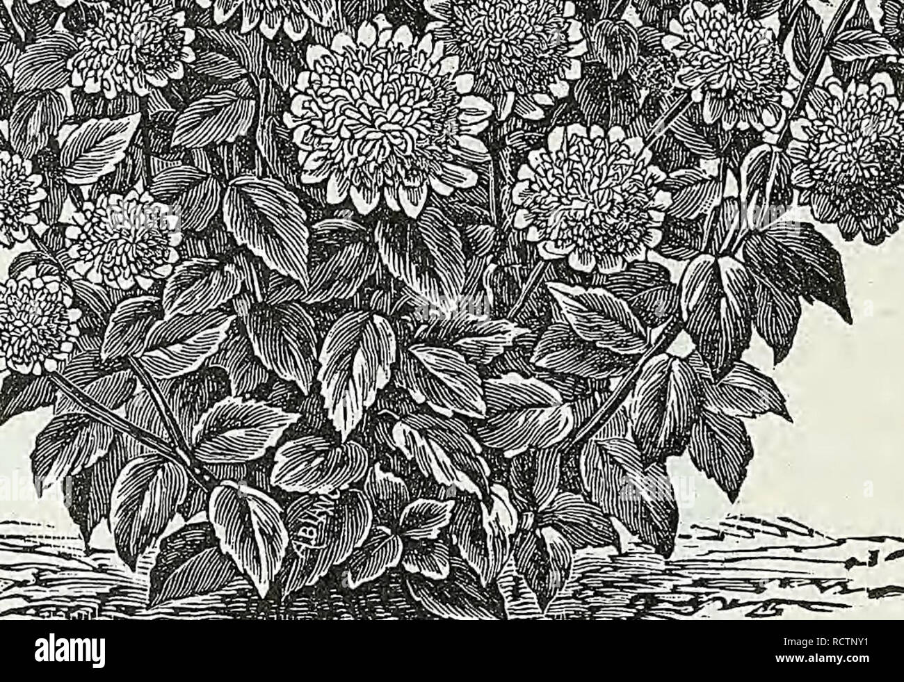 . Catalogue descriptif de légumes, de fleurs, et des semences de ferme ...