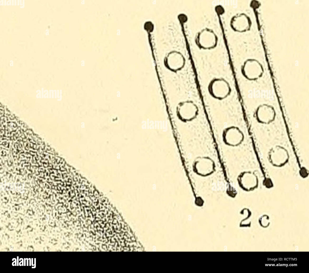 . Description des Ã©chinodermes tertiaires du Portugal ; accompagnÃ©e d'un tableau ...