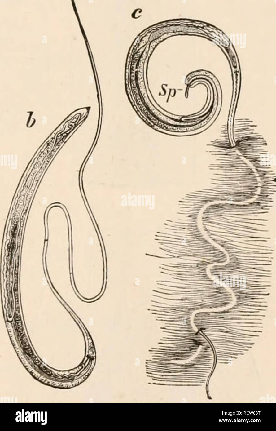 Intestin grêle cheval Banque de photographies et d’images à haute ...