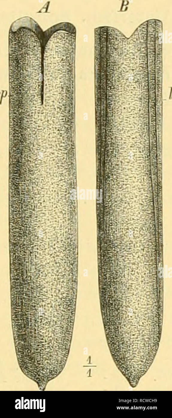 Belemnoidea sp Banque de photographies et d’images à haute résolution ...