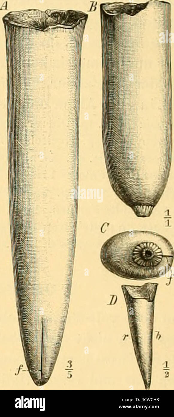 Belemnoidea sp Banque de photographies et d’images à haute résolution ...