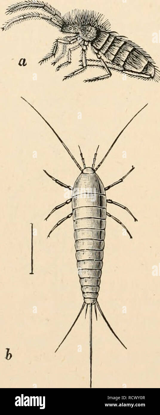 . Texte élémentaire-livre de zoologie. Zoologie. 554 INSECTA. Formes de ...