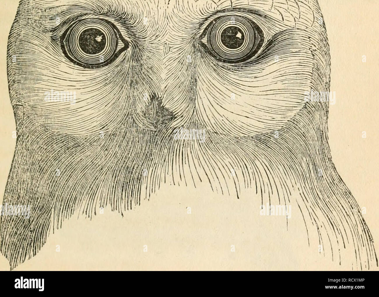 External ear margin Banque de photographies et d’images à haute ...