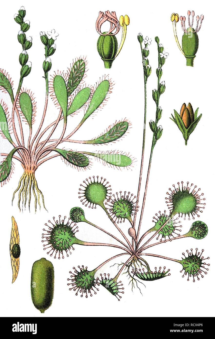 Les rossolis à feuilles rondes, rossolis (Drosera rotundifolia) et ...