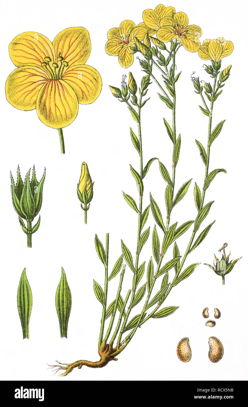 Le lin commun ou de lin (Linum usitatissimum), plante médicinale ...
