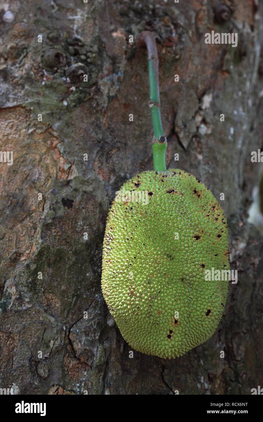 Arbre durian avec des fruits Banque de photographies et d’images à ...