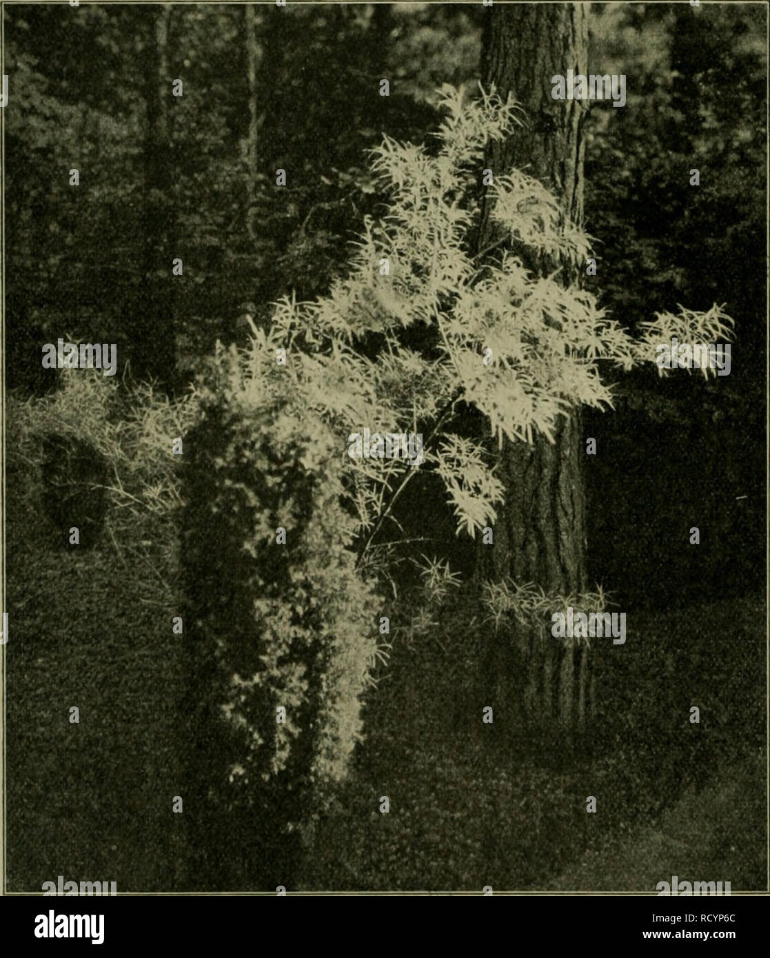 . Das Leben der Pflanze. Les plantes ; plantes ; plantes ...