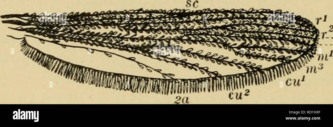 . Entomologie élémentaire. L'entomologie. Fig. 454. De nervation ...