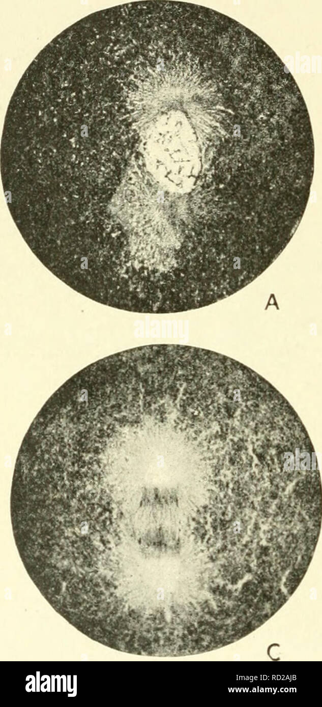 . La cytologie, avec une référence particulière à la noyau de ...