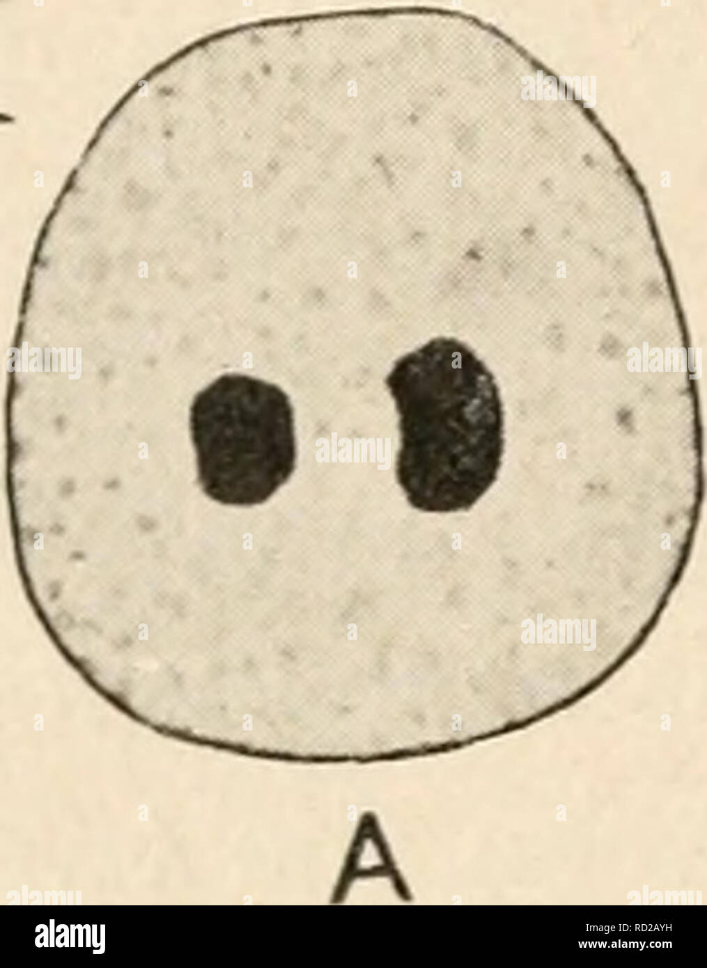 Ovocyte primaire Banque de photographies et d’images à haute résolution ...