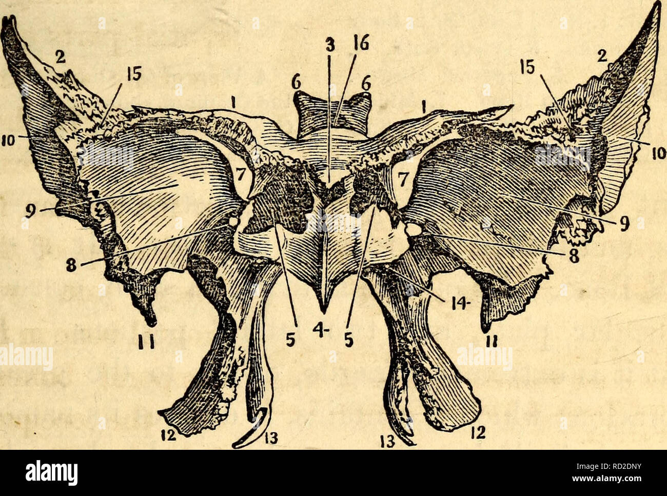4 occipital bone Banque de photographies et d’images à haute résolution ...
