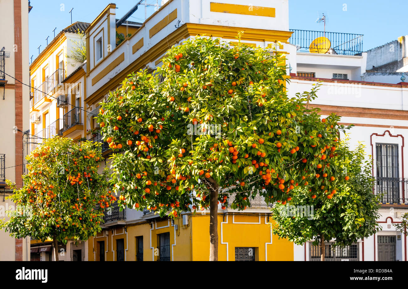 Oranges amères Banque de photographies et d’images à haute résolution ...