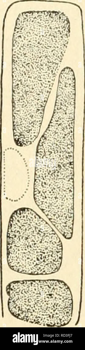 . Le cytoplasme de la cellule végétale. Les cellules et tissus végétaux ...