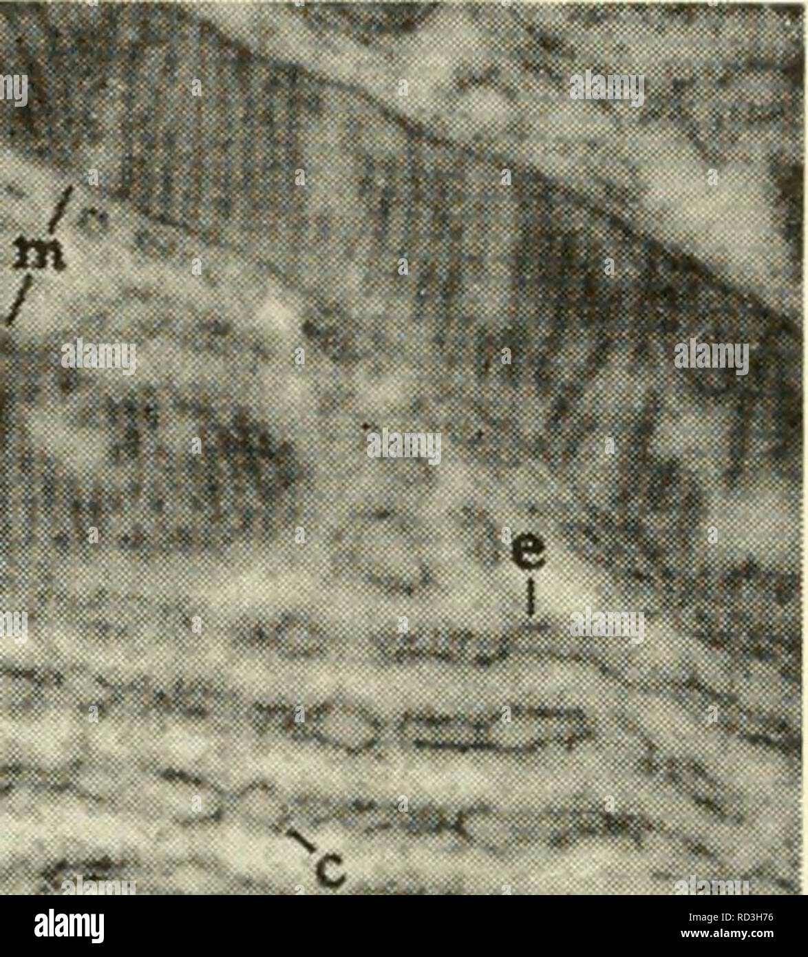 Cellule acineuse Banque de photographies et d’images à haute résolution ...